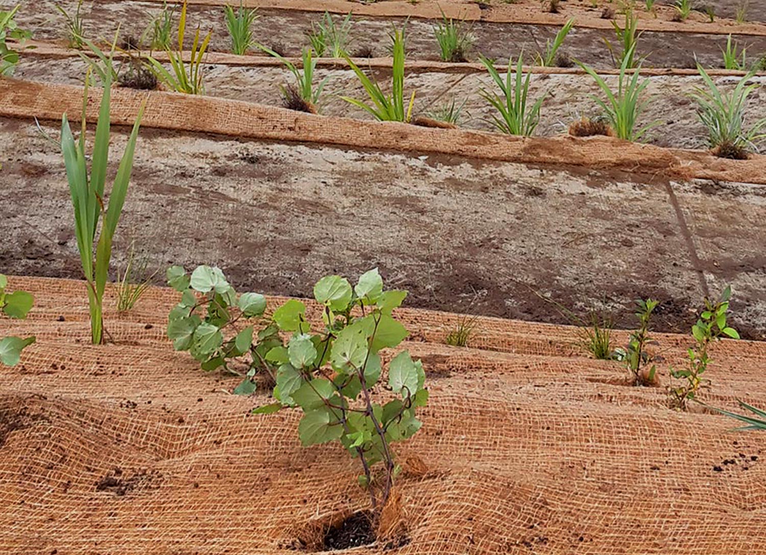 Revegetation Planting - The Plant People