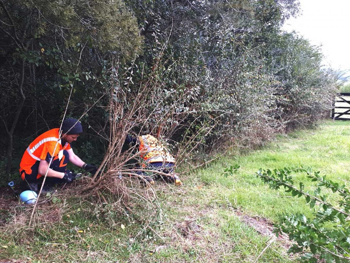 Rural weed control and replanting at Ashmole Farm - The Plant People