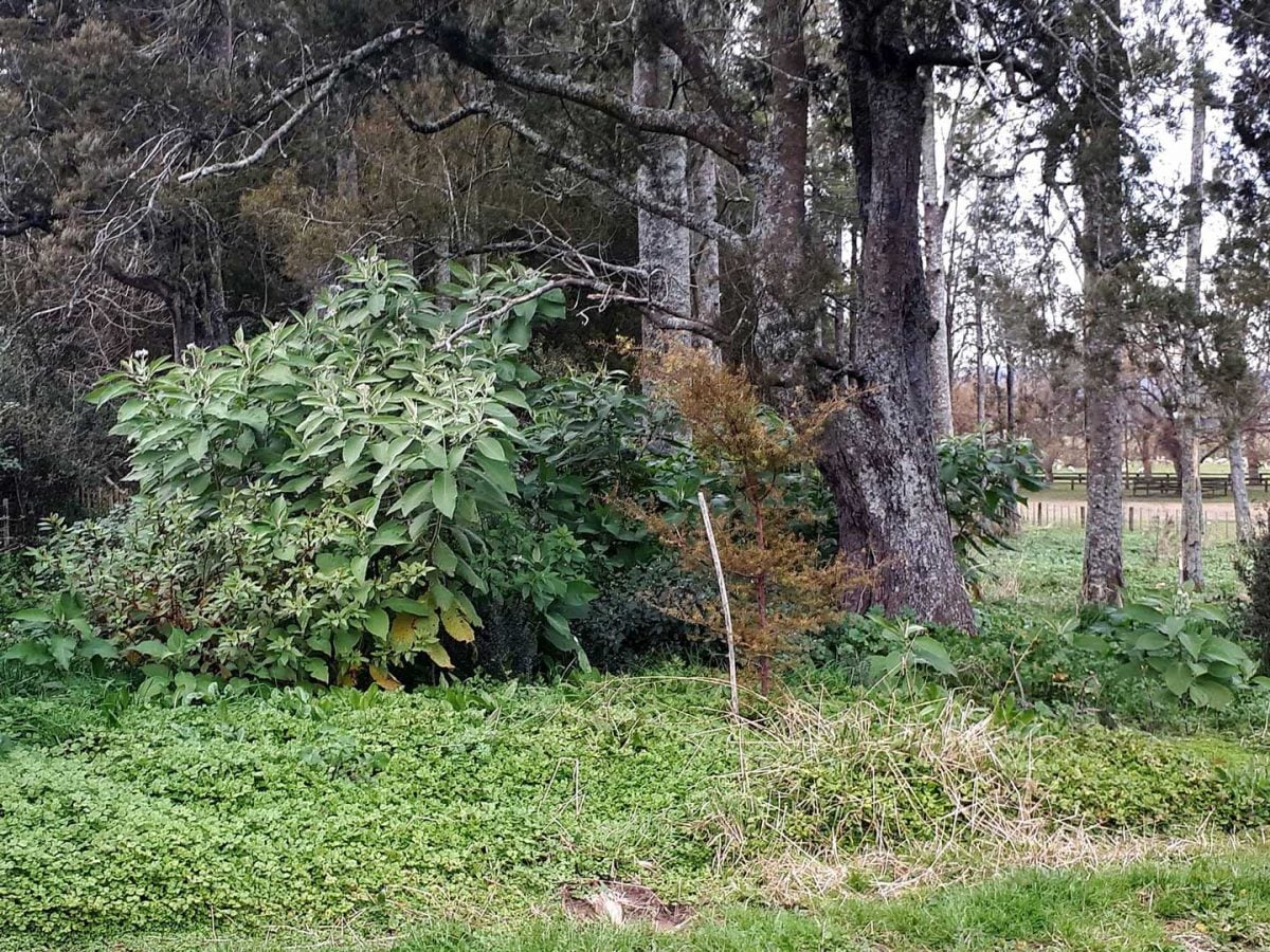 Rural weed control and replanting at Ashmole Farm - The Plant People