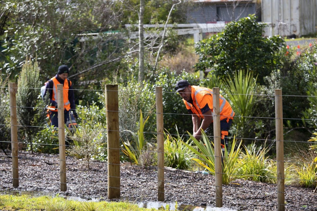 Offsite Mitigation Planting at Massey Pony Club - The Plant People