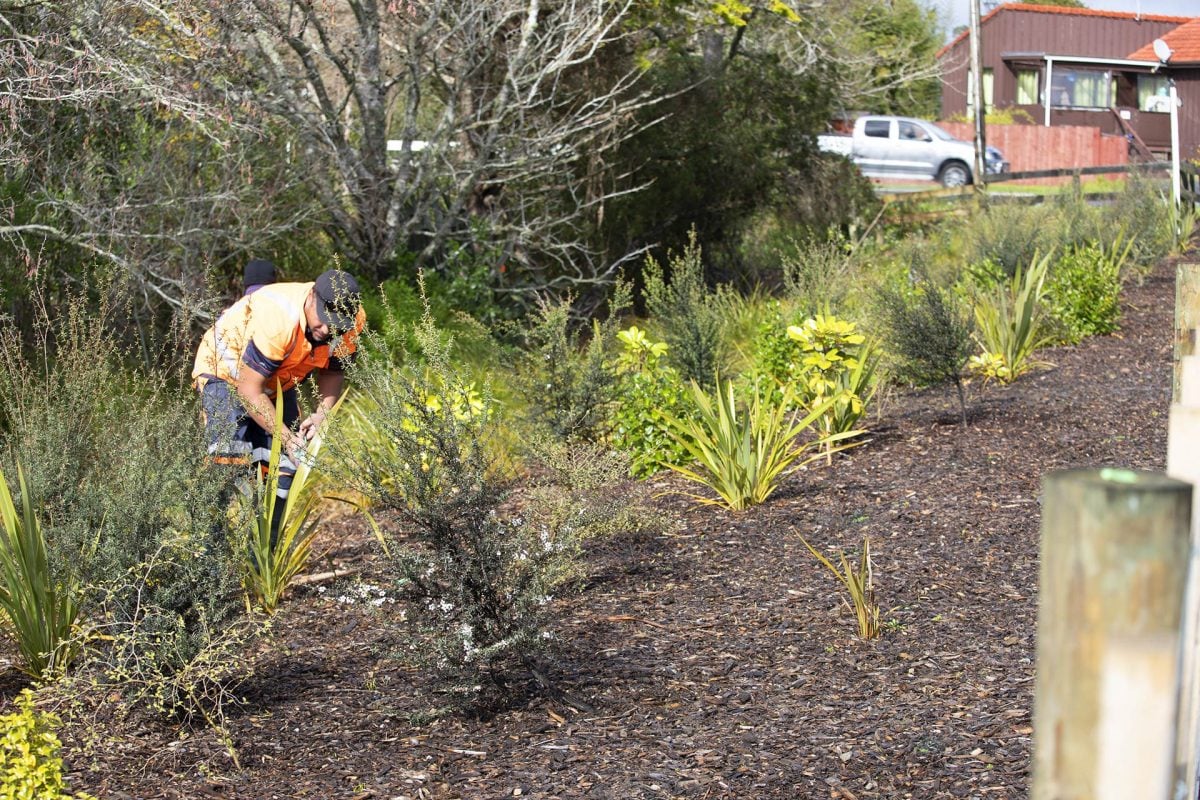 Offsite Mitigation Planting at Massey Pony Club - The Plant People