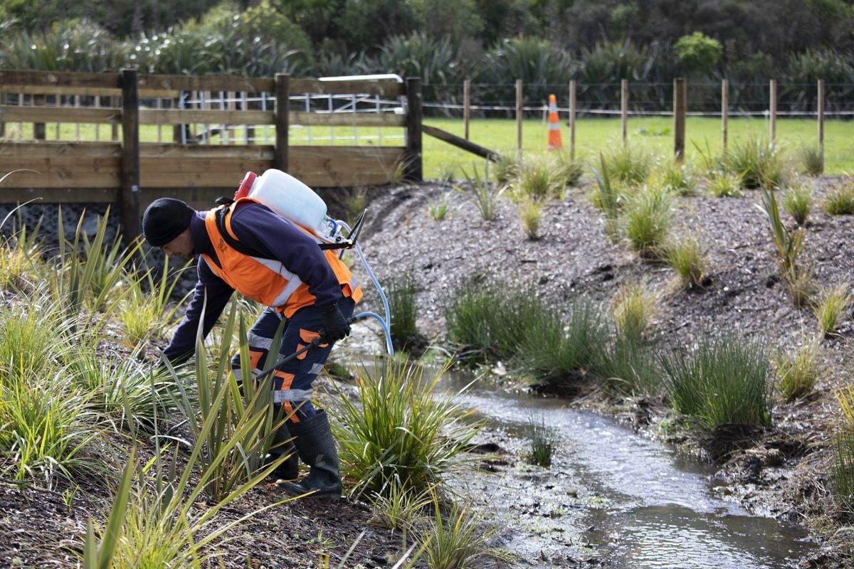 Offsite Mitigation Planting at Massey Pony Club - The Plant People