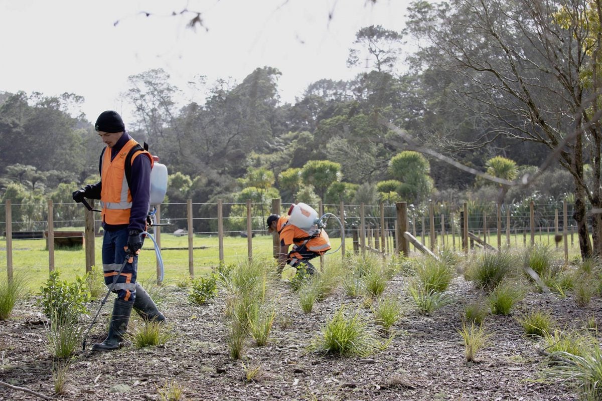 Offsite Mitigation Planting at Massey Pony Club - The Plant People