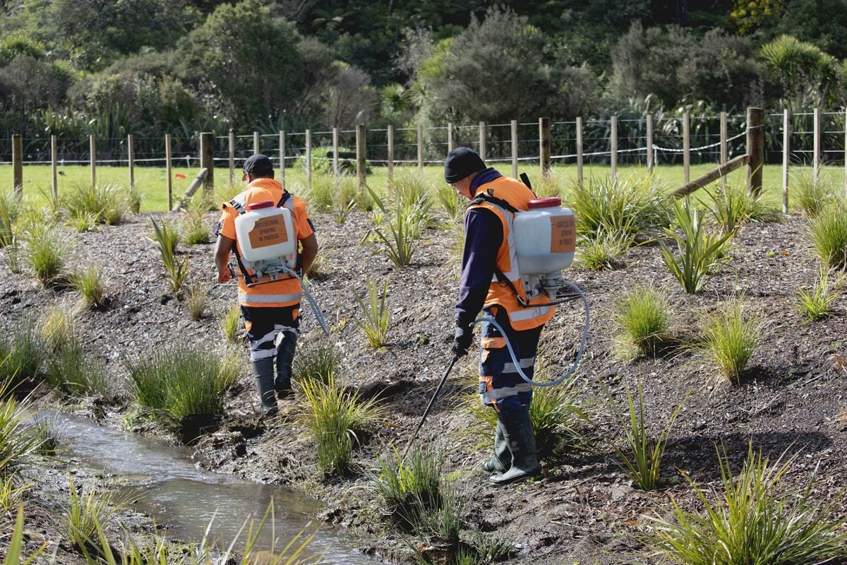 Offsite Mitigation Planting at Massey Pony Club - The Plant People